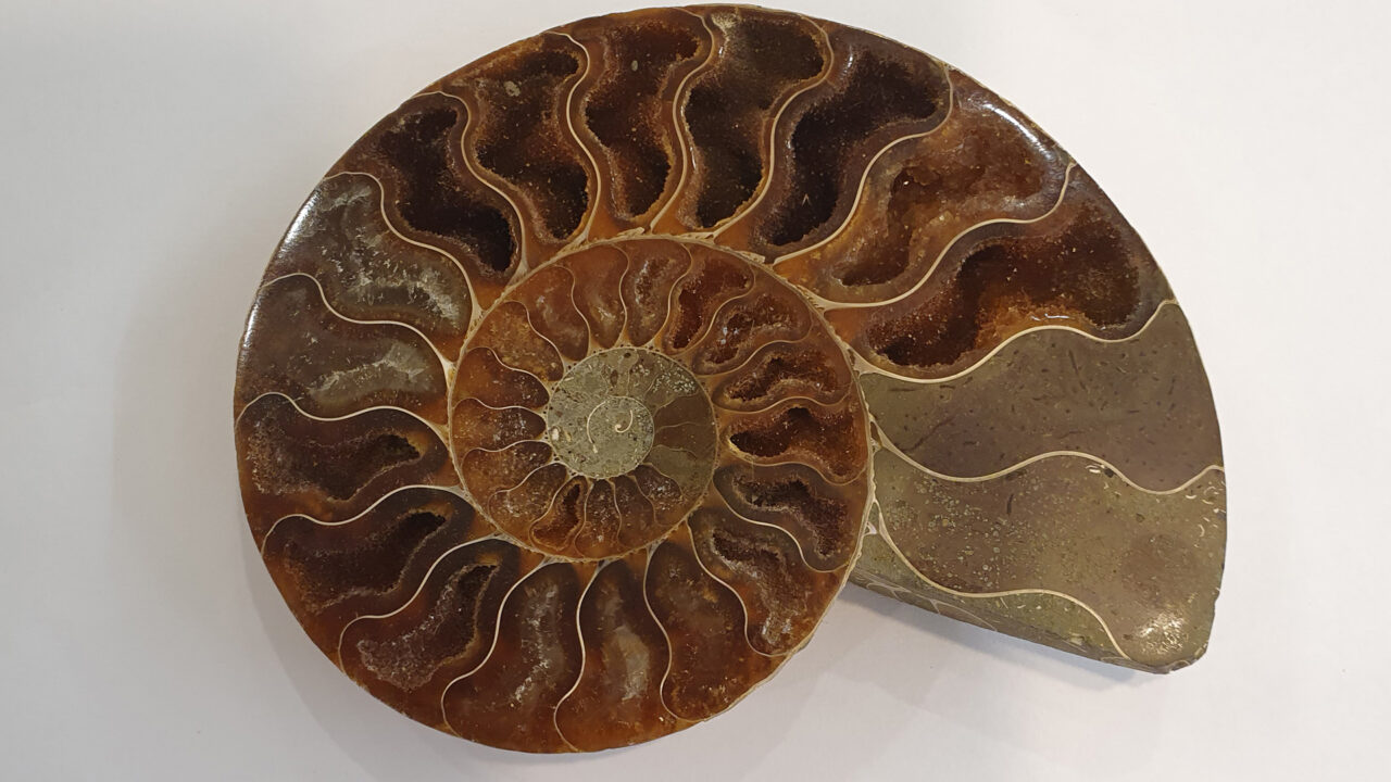 Ammonit | Mineraliengalerie Suhm